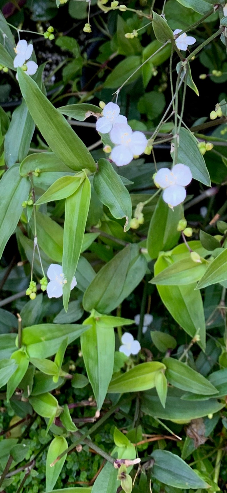 Tahitian Bridal Veil, Gibasis Pellucida 10 Cuttings, With Each ...