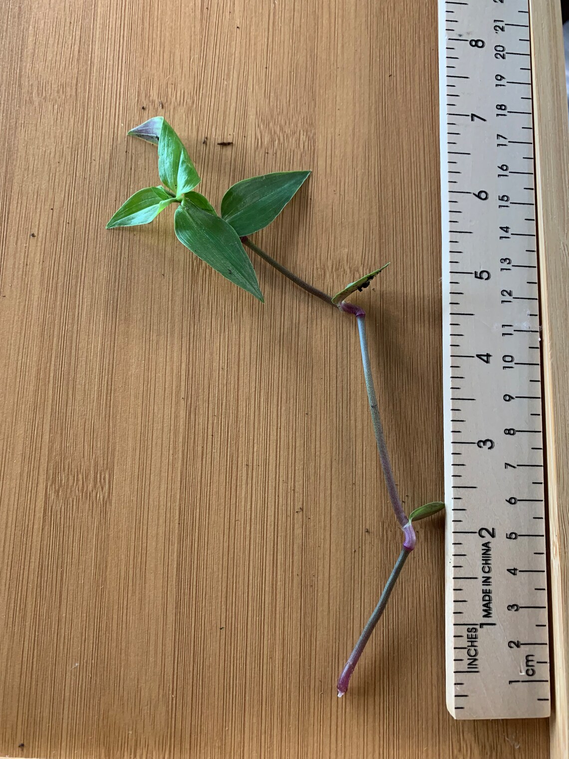 Tahitian Bridal Veil Plant Cuttings, Gibasis Pellucida 10 Unrooted ...