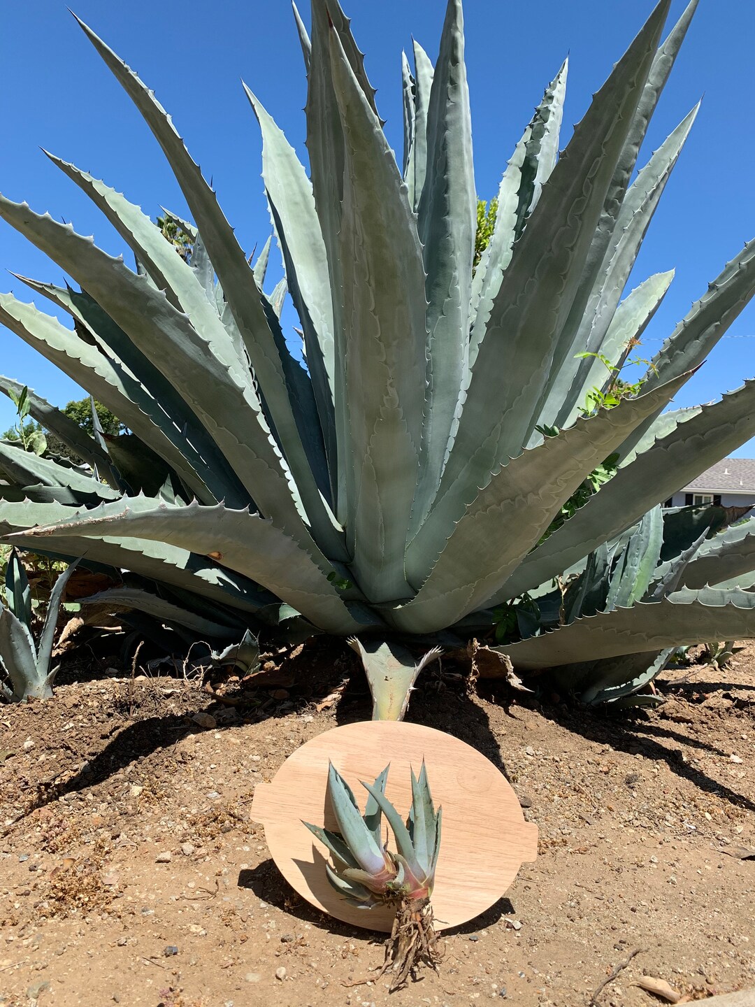 Blue Agave Maguey 1 Live Plant Roots 10-13 Inches - Etsy