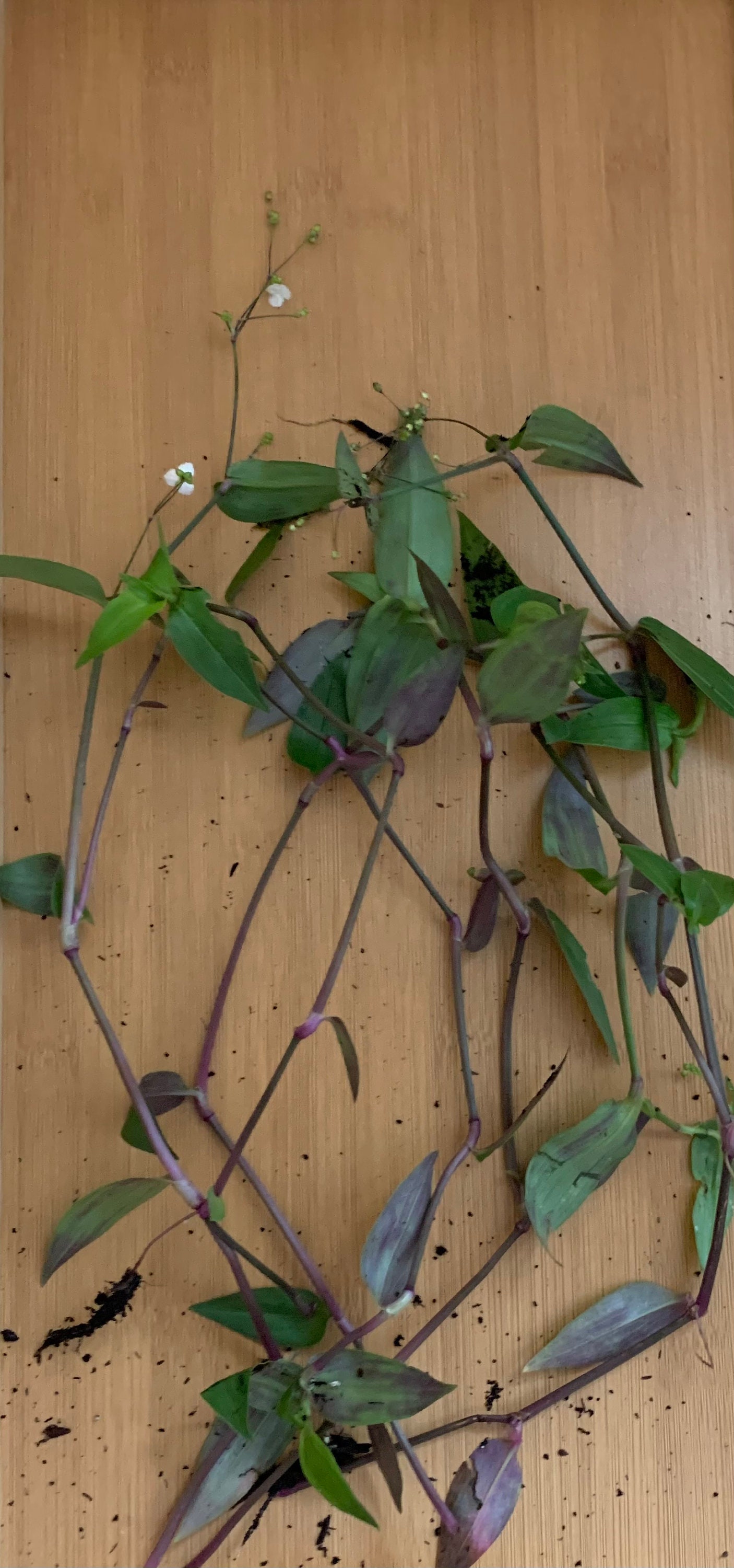 Tahitian Bridal Veil Plant Cuttings, Gibasis Pellucida 10 Unrooted ...