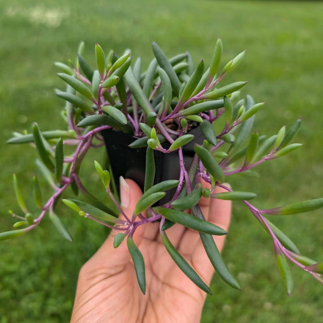 Othonna Capensis 'ruby Necklace' - Etsy