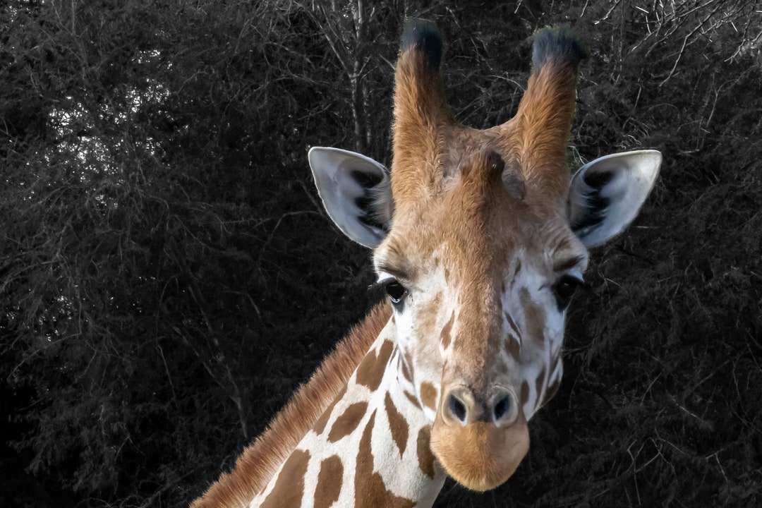 Reticulating Giraffe Wildlife Photography Animal Wall Canvas Acrylic ...