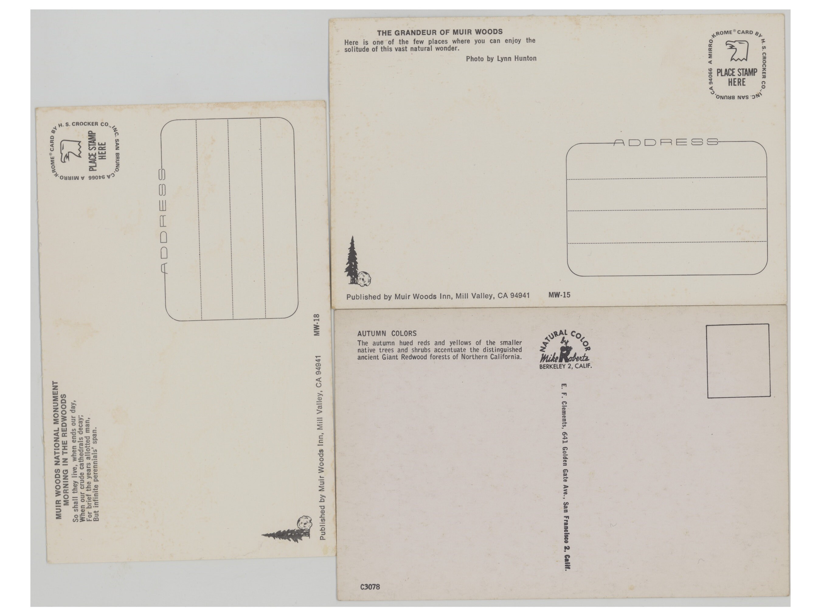 3 California Vintage Blank Postcards - Muir Woods - Redwood Forests - Etsy