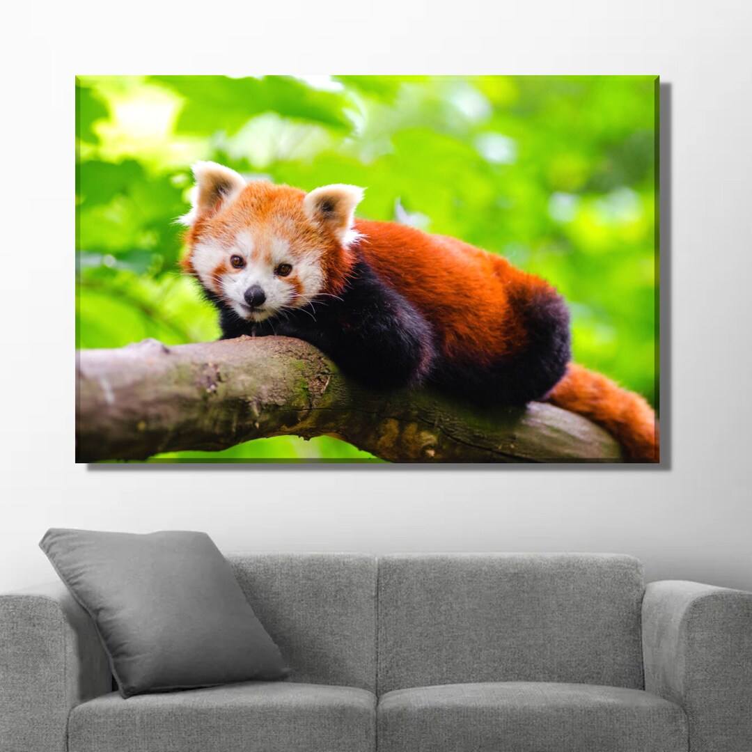 Cute Red Panda Canvas Art Adorable Furry Animals Home - Etsy