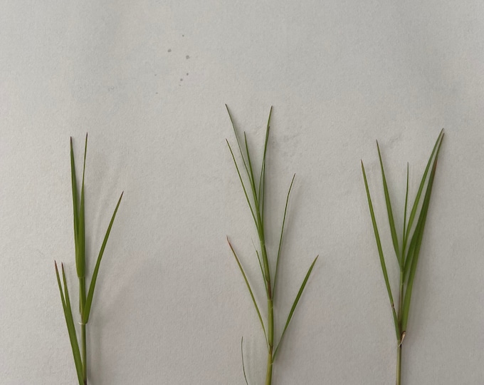 Fresh Arugampul/durva/dhub Grass- 9 Pieces - Etsy