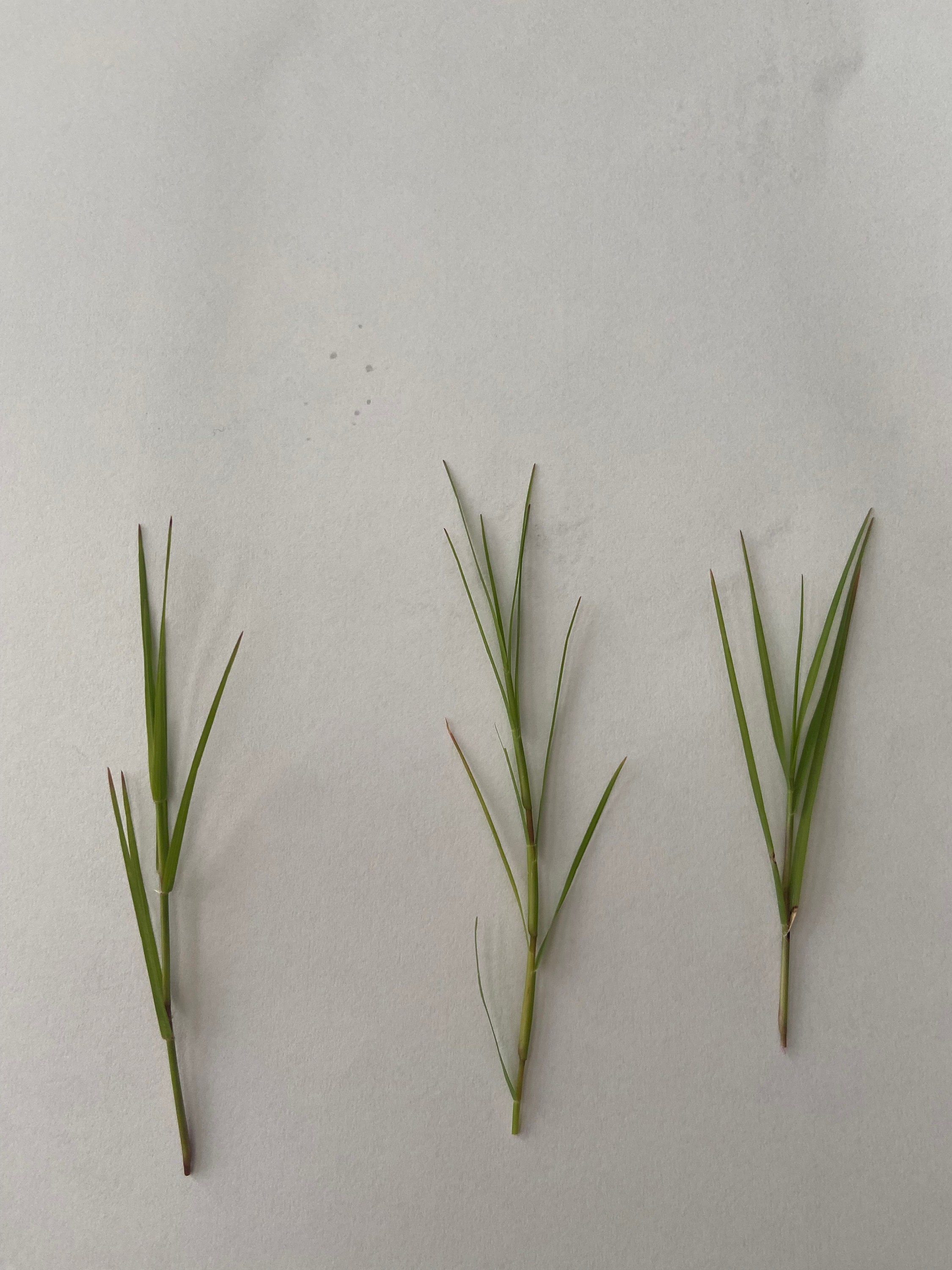 Fresh Arugampul/durva/dhub Grass 9 Pieces - Etsy