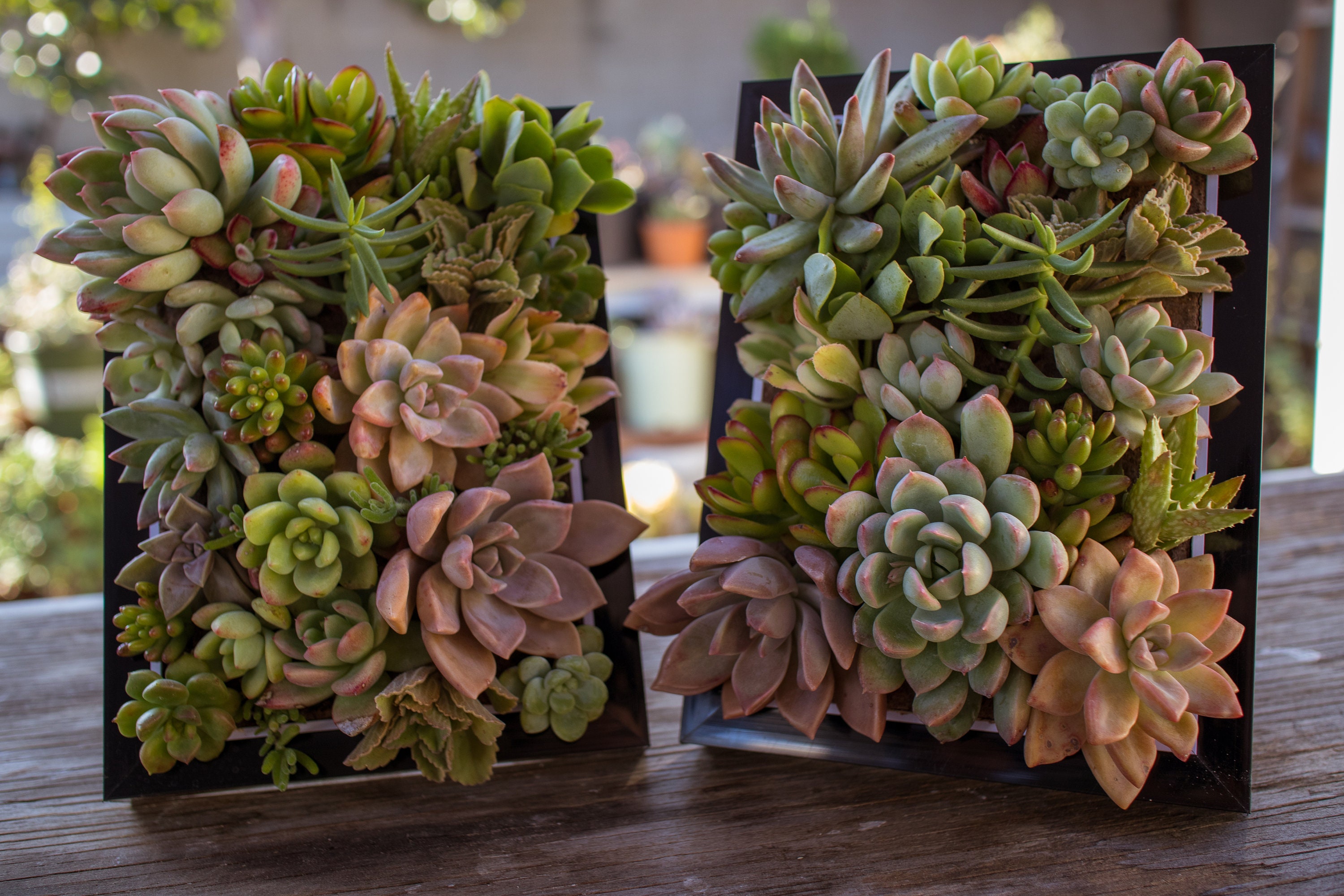 Living Succulent Art Frame - 6” X 8” - Etsy