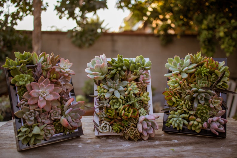 Living Succulent Art Frame - 6” X 8” - Etsy