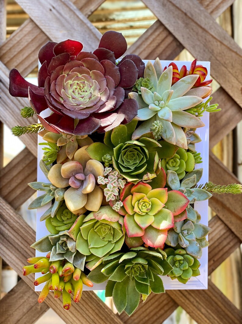 Living Succulent Art Frame - 6” X 8” - Etsy