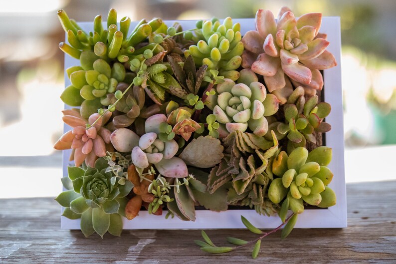 Living Succulent Art Frame - 6” X 8” - Etsy