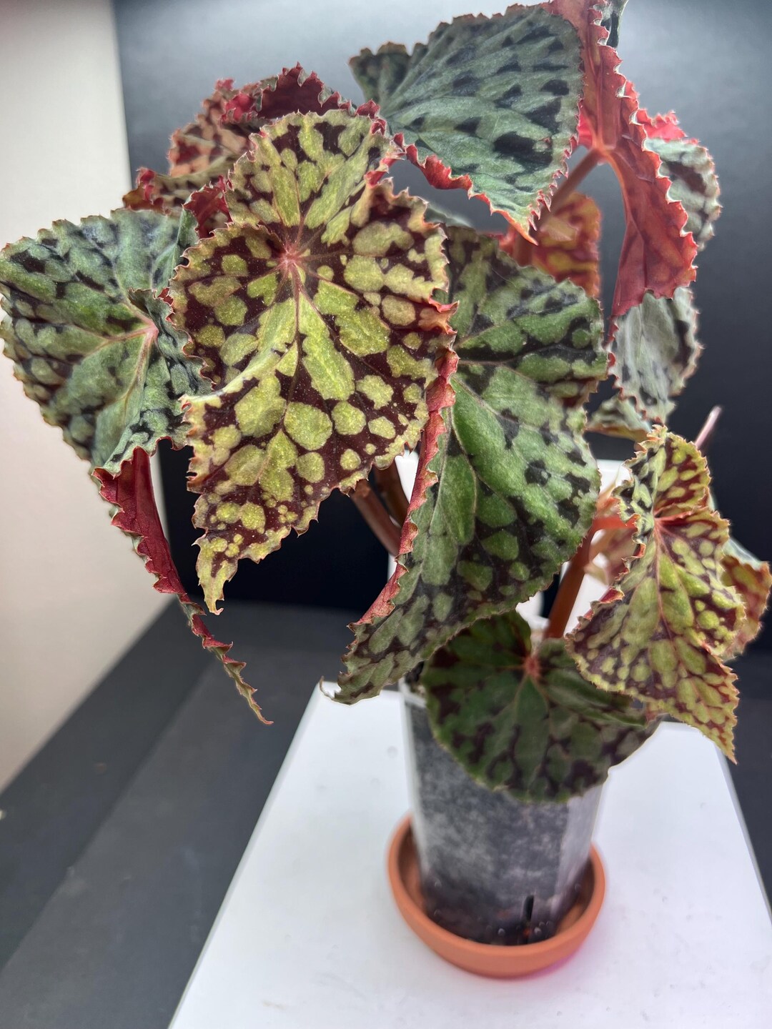 Begonia Chlororistica gold Dust - Etsy
