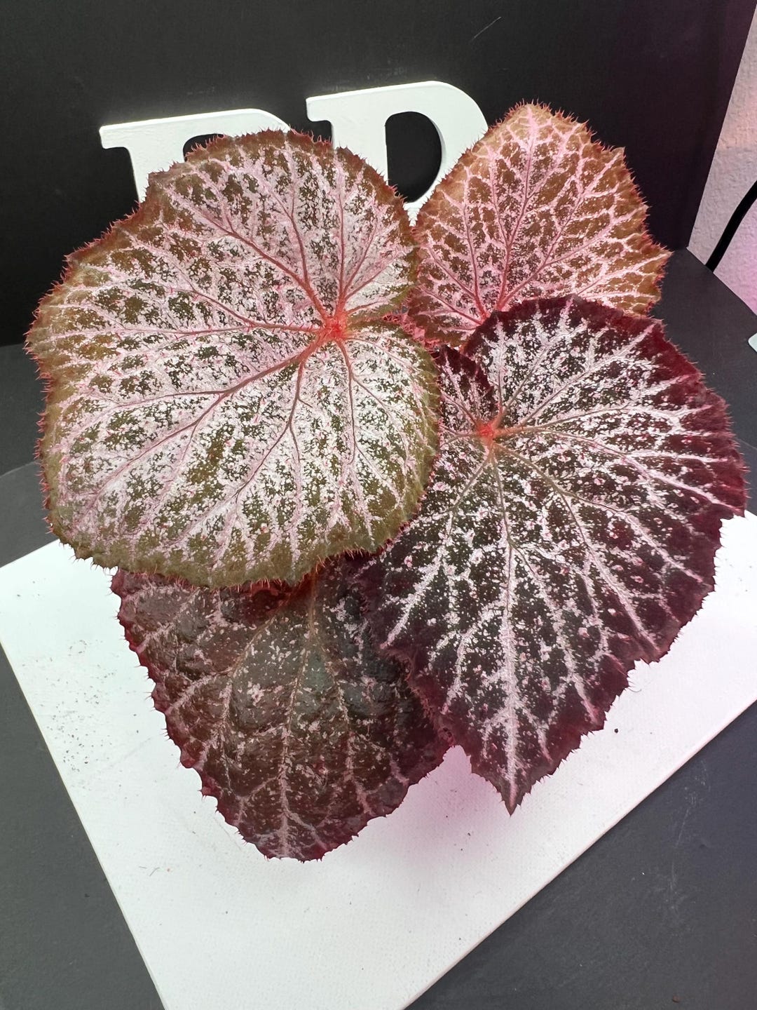 Begonia NG Chocolate Lace - Etsy