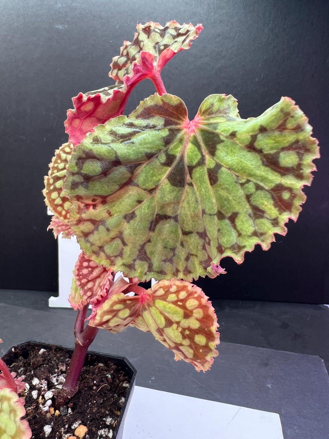 Begonia Chlororistica ‘gold Dust’ - Etsy
