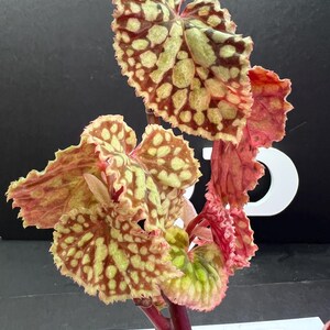 Begonia Chlororistica ‘gold Dust’ - Etsy