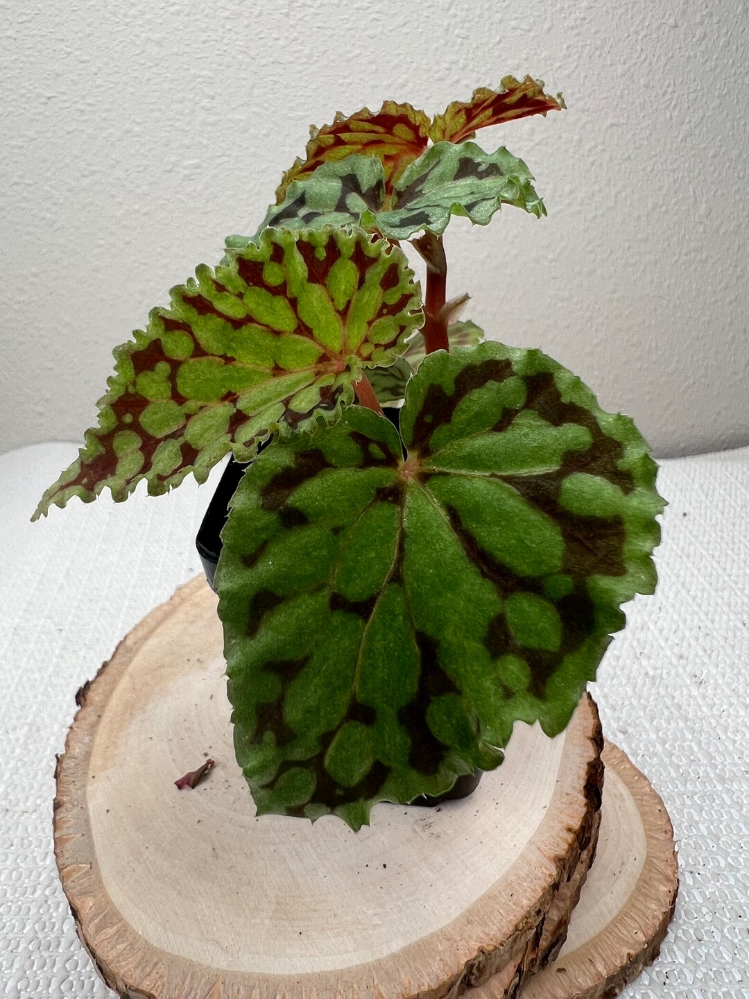 Begonia Chlororistica gold Dust - Etsy