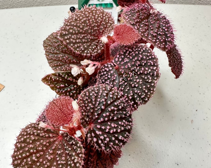 Begonia Baik X Begonia Ocellata Hybrid - Etsy