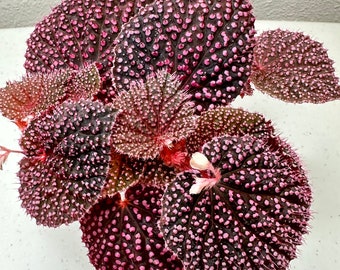 Begonia Baik X Begonia Ocellata Hybrid - Etsy