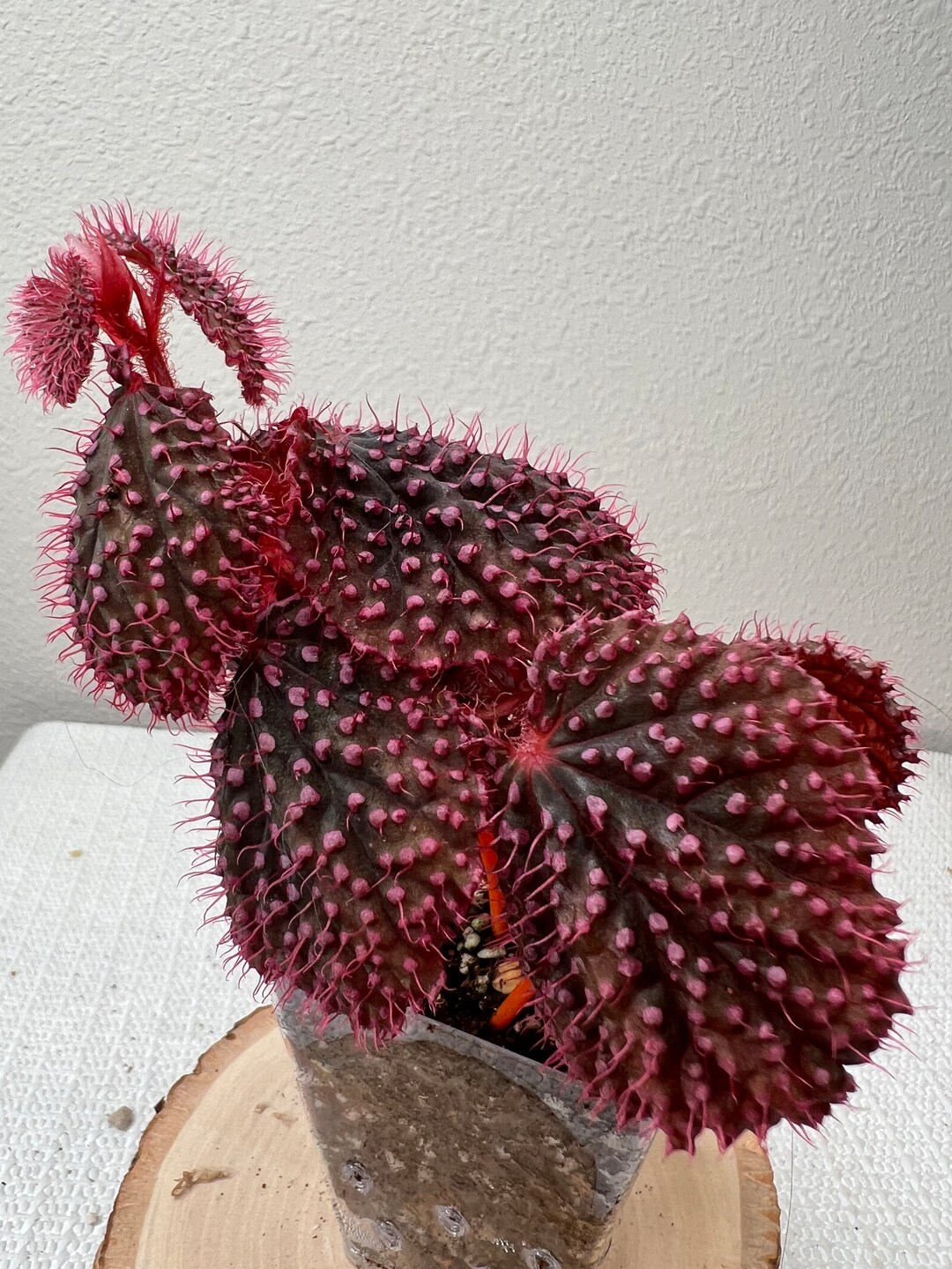 Begonia Baik X Begonia Ocellata Hybrid - Etsy