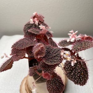 Begonia Baik X Begonia Ocellata Hybrid - Etsy