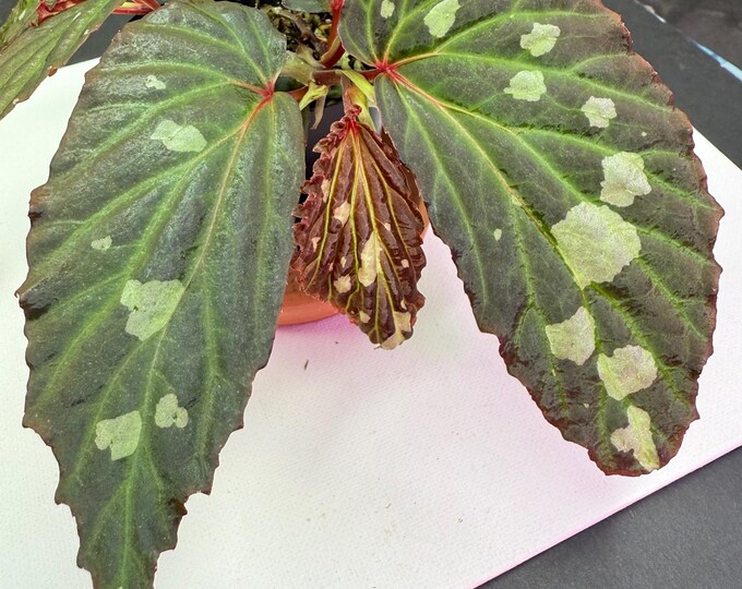 Begonia Mantuk - Etsy