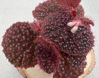 Begonia Baik X Begonia Ocellata Hybrid - Etsy