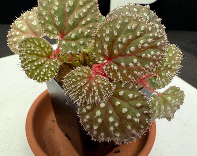 Begonia Ocellata (green) - Etsy