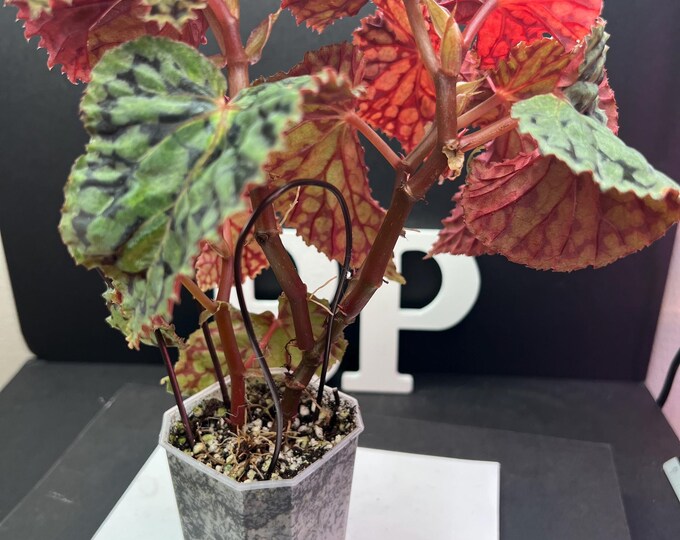 Begonia Chlororistica ‘gold Dust’ - Etsy