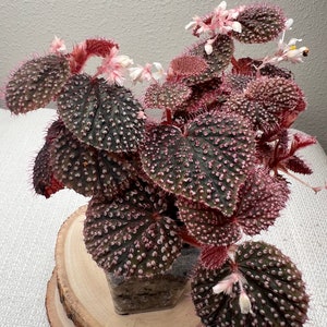 Begonia Baik X Begonia Ocellata Hybrid - Etsy