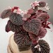 Begonia Baik X Begonia Ocellata Hybrid - Etsy