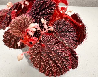 Begonia Baik X Begonia Ocellata Hybrid - Etsy