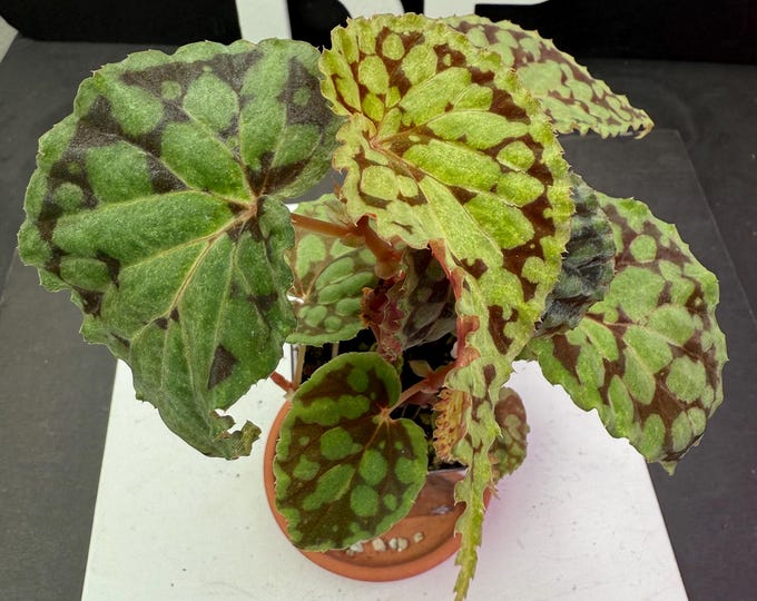 Begonia Chlororistica ‘gold Dust’ - Etsy