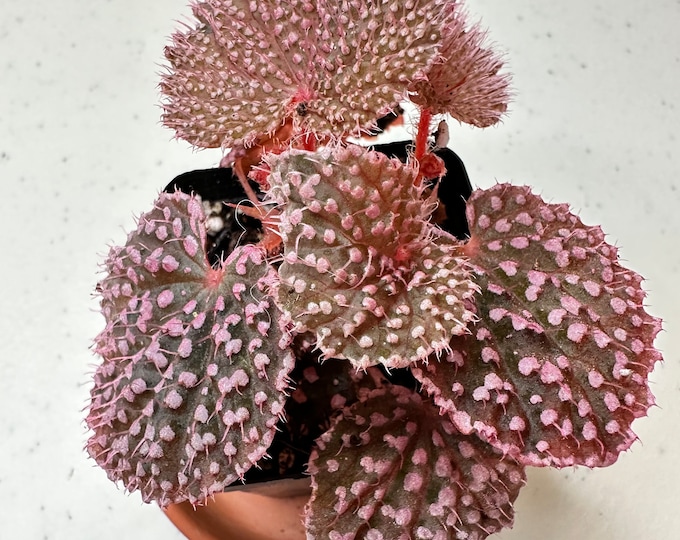 Begonia Baik X Begonia Ocellata Hybrid - Etsy