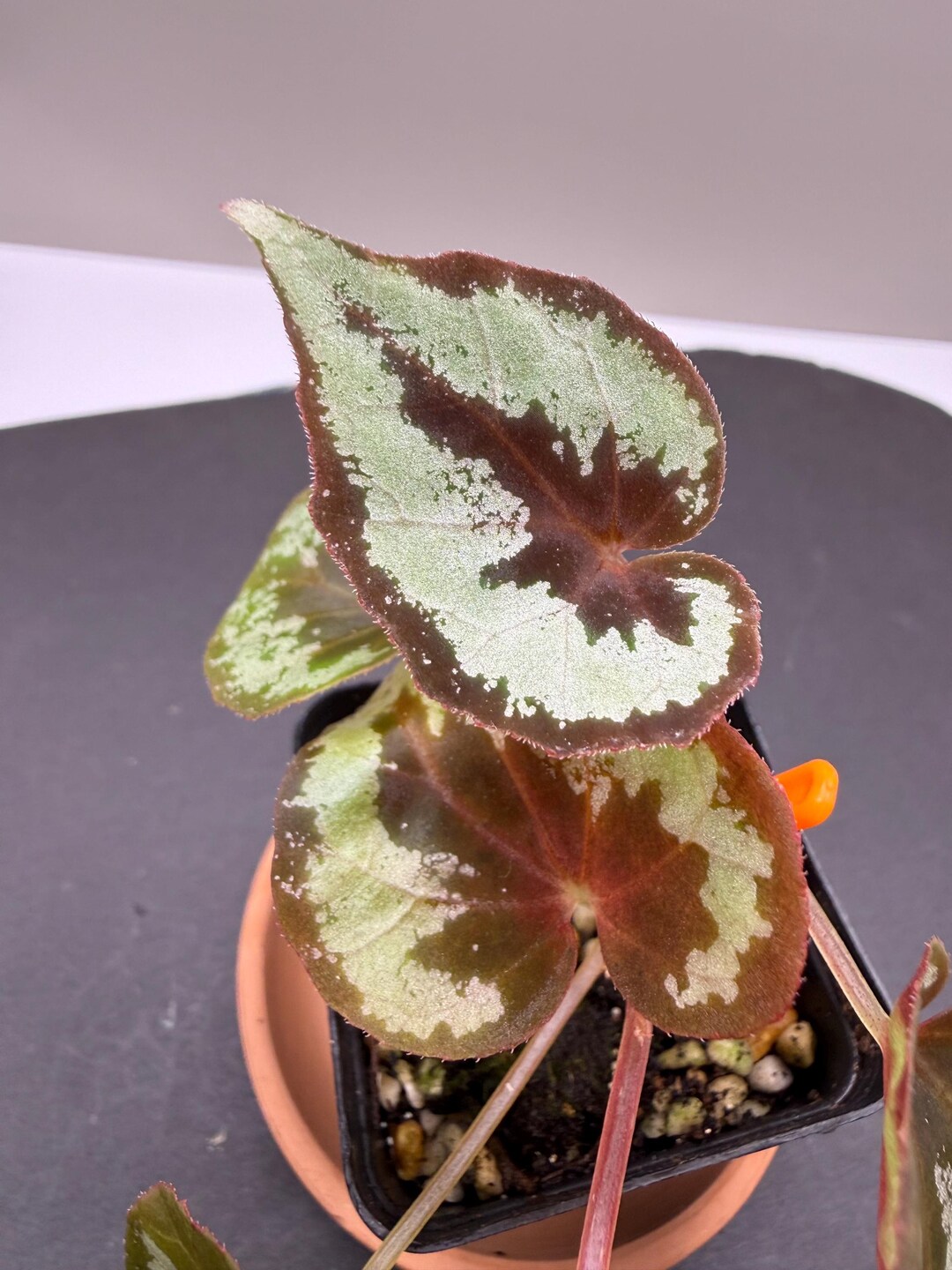 Begonia Variabilis: Tropical Terrarium Plant - Etsy