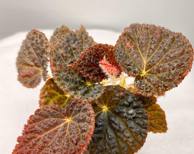 Begonia Ruby Dragon - Etsy