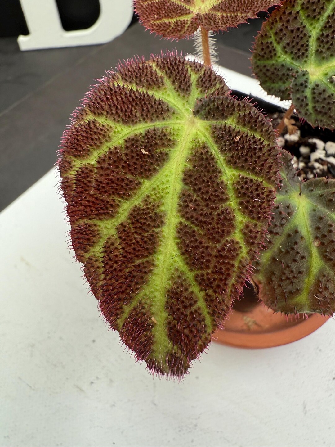 Begonia Decora - Etsy