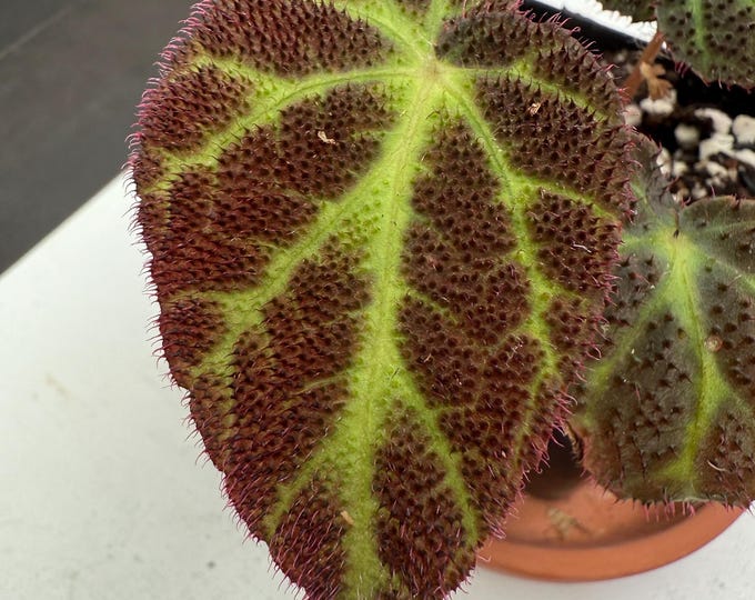 Begonia Decora - Etsy