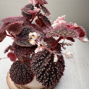 Begonia Baik X Begonia Ocellata Hybrid - Etsy