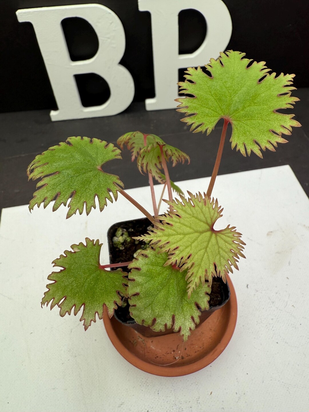 Begonia Lyallii - Etsy