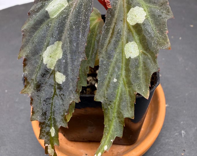 Begonia Mantuk - Etsy