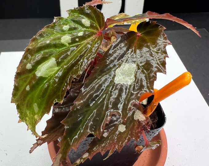Begonia Mantuk - Etsy