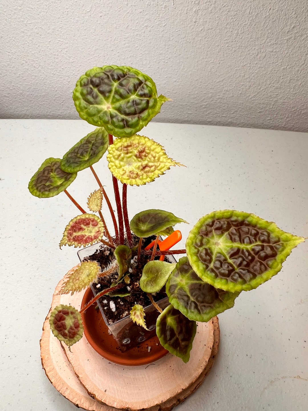 Begonia Staudtii X Microsperma - Etsy