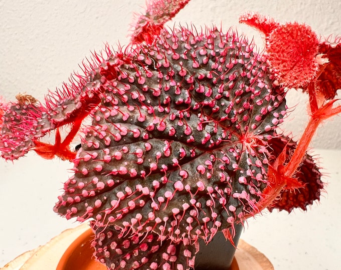Begonia Baik X Begonia Ocellata Hybrid - Etsy