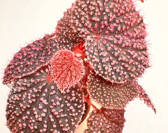 Begonia Baik X Begonia Ocellata Hybrid - Etsy
