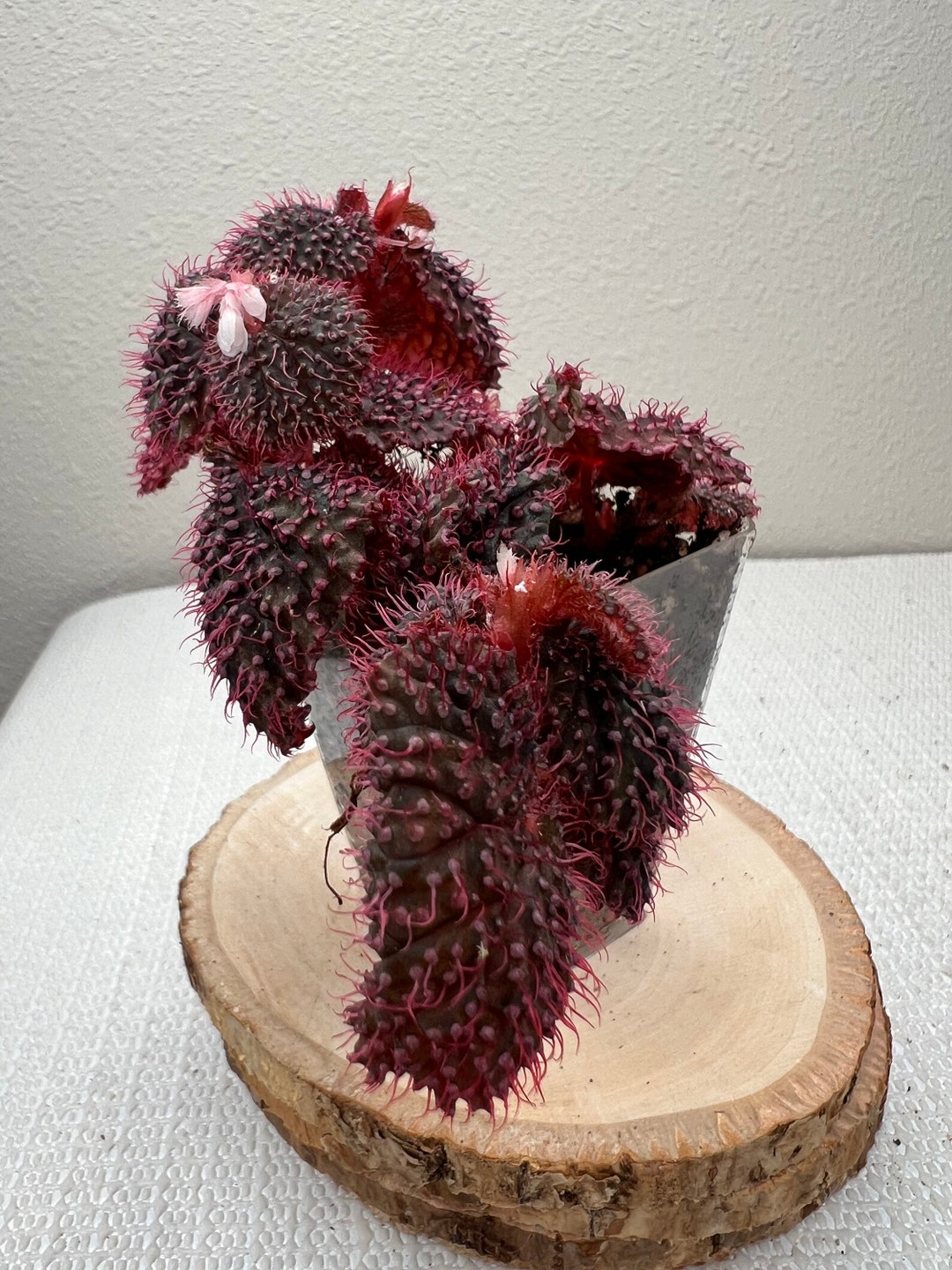 Begonia Baik X Begonia Ocellata Hybrid - Etsy