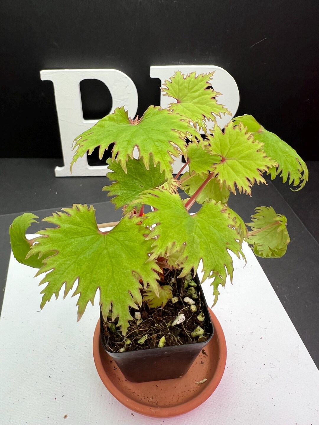 Begonia Lyallii - Etsy