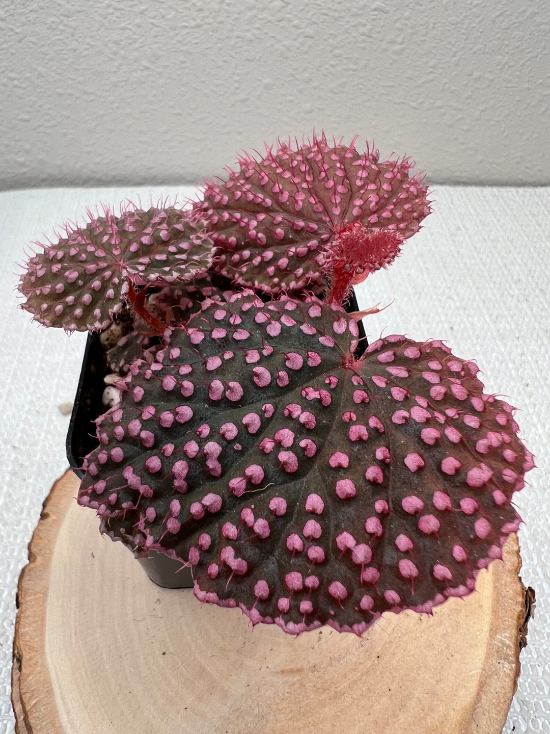 Begonia Baik X Begonia Ocellata Hybrid - Etsy