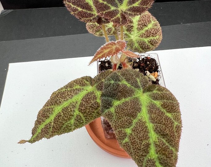 Begonia Decora - Etsy
