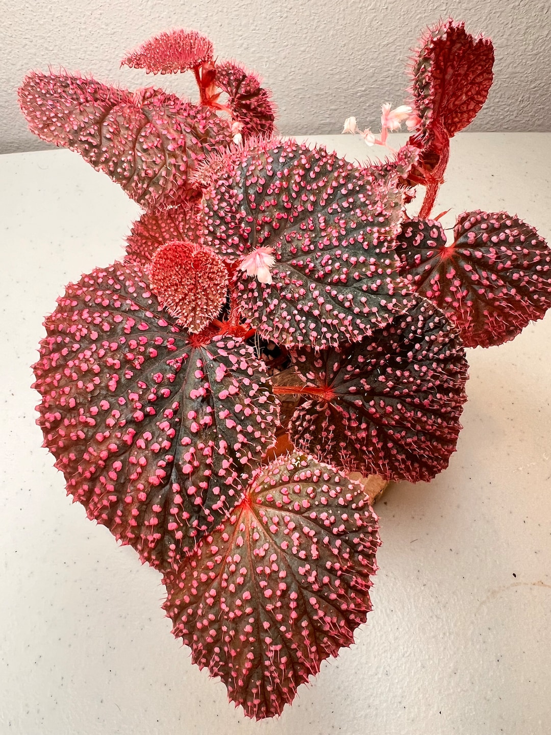 Begonia Baik X Begonia Ocellata Hybrid - Etsy