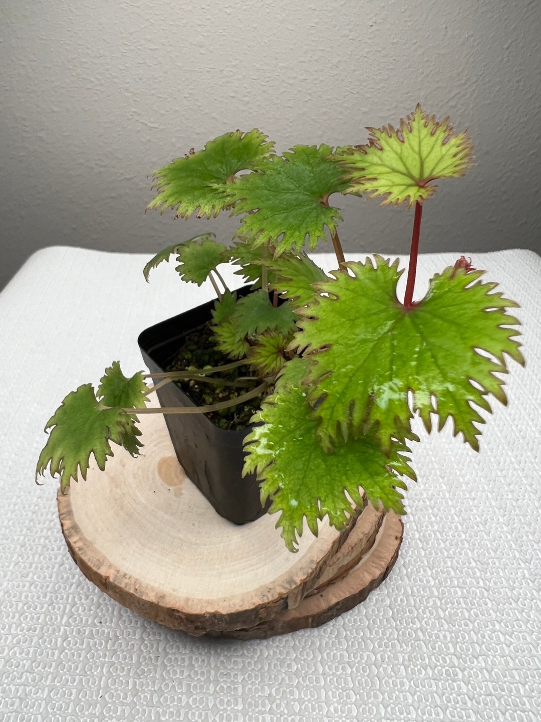 Begonia Lyallii - Etsy