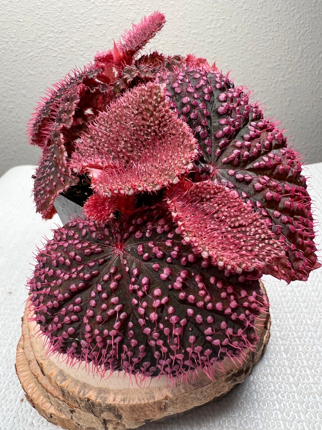 Begonia Baik X Begonia Ocellata Hybrid - Etsy